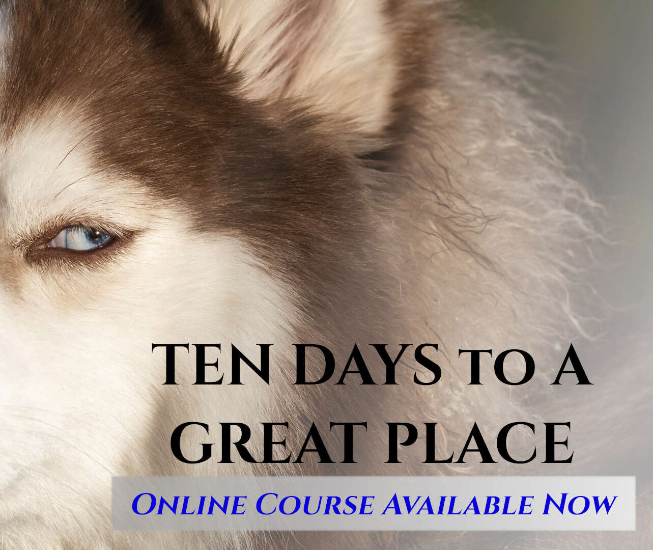 Ten Days to a Great Place » Diamond K9 Dog Training