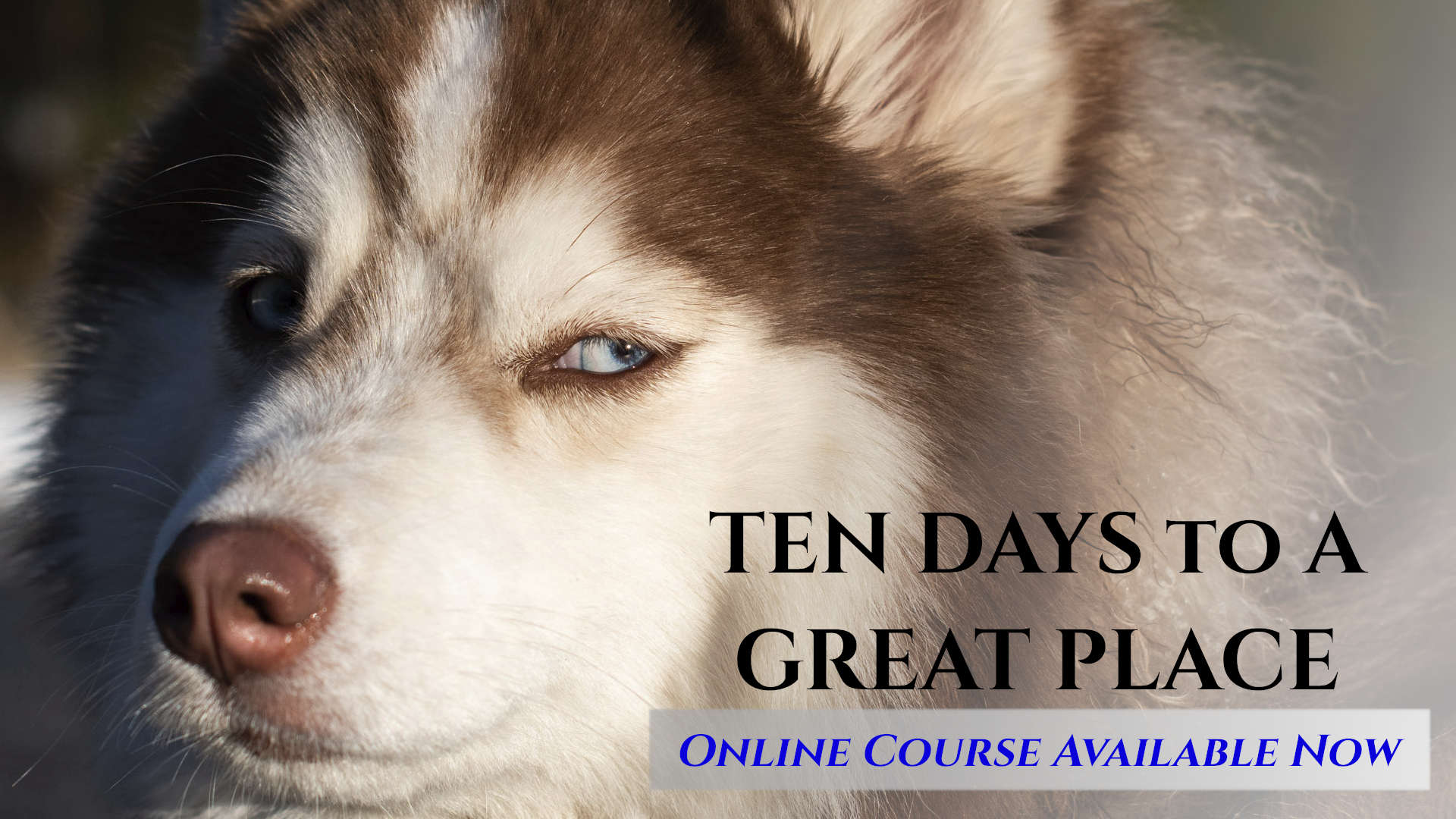 Diamond K9 Dog Training » Balanced Dog Training in Maine » Board & Train, Private, Academy